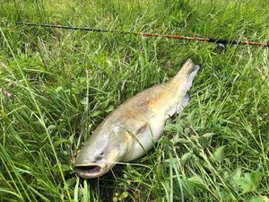 Les dernières prises de Silure Glane | (Silurus Glanis) | FishFriender